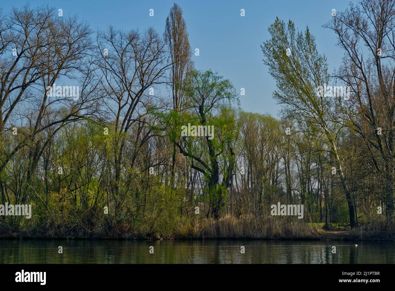 Beautiful picture of a riverside with a central tree in light green ...