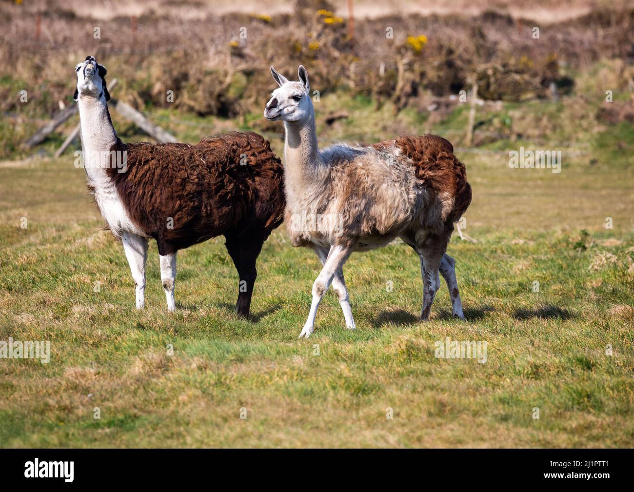 Walking with llama uk hi-res stock photography and images - Alamy