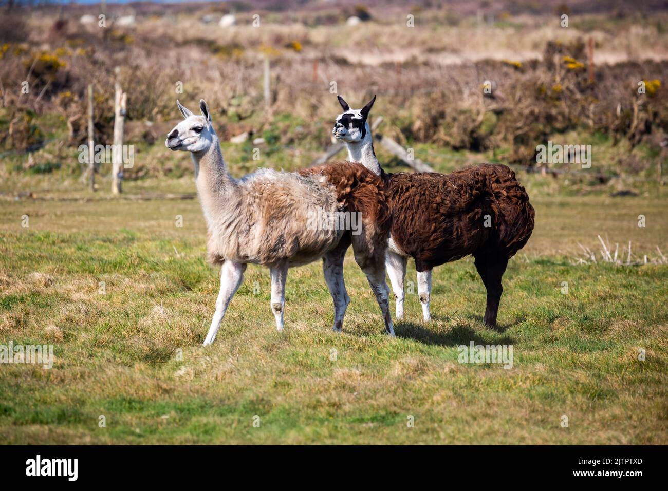 Llamas in cornwall hi-res stock photography and images - Alamy