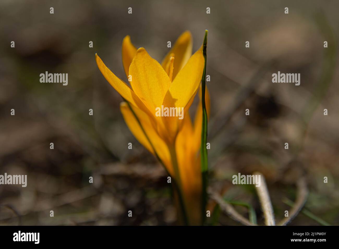 Yellow blooming crocus in spring close -up with background blur Stock ...