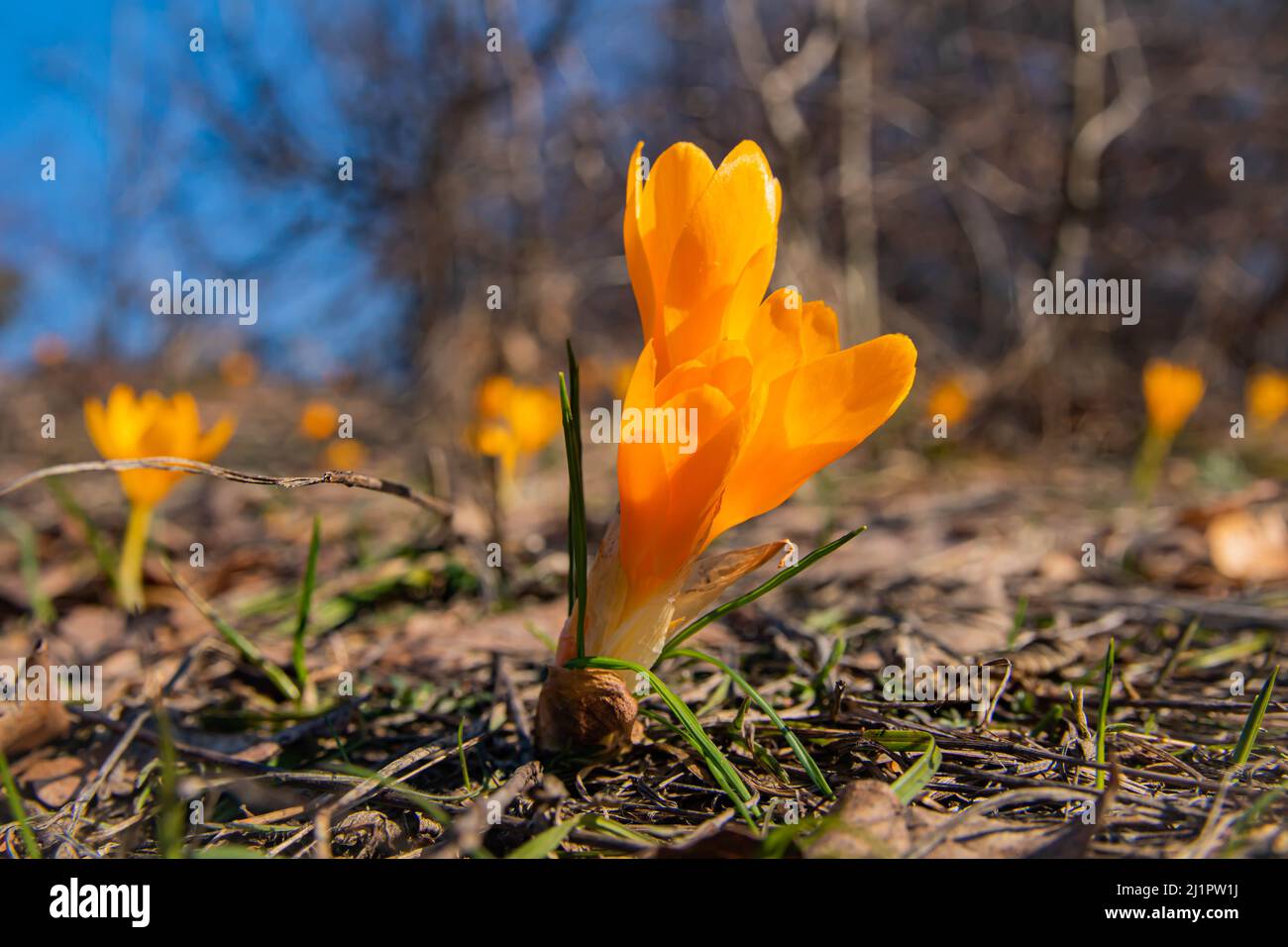 Yellow blooming crocus in spring close -up with background blur Stock ...