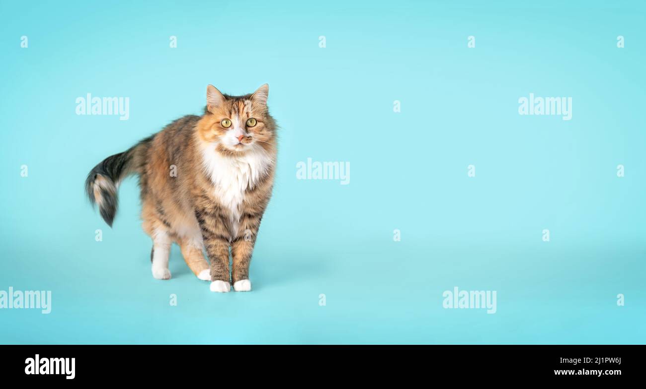 Cat full body hi-res stock photography and images - Alamy