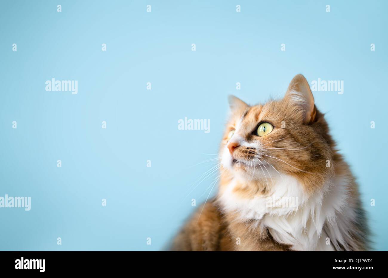 Fluffy cat looking to the side on light blue background. Cute long hair ...