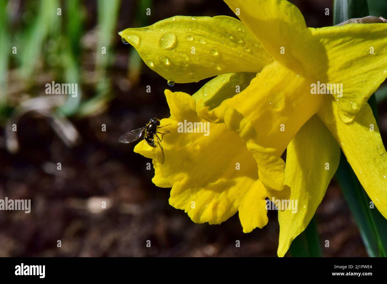 A shallow focus shot of a bee on a yellow daffodil flower Stock Photo ...
