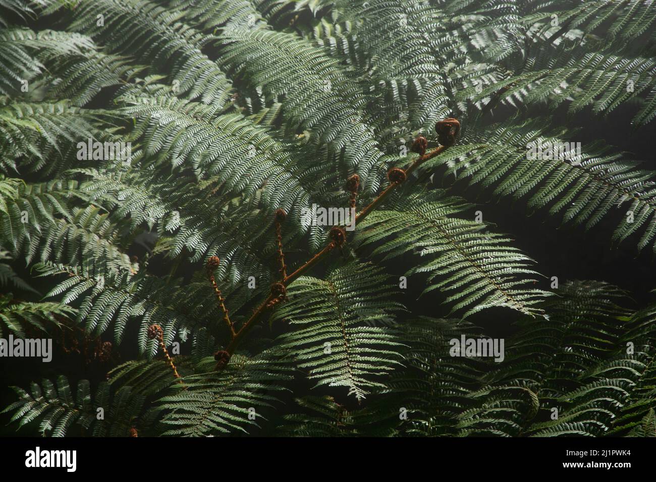 Killarney Fern in the Tropical Ravine House in the Botanic Gardens ...