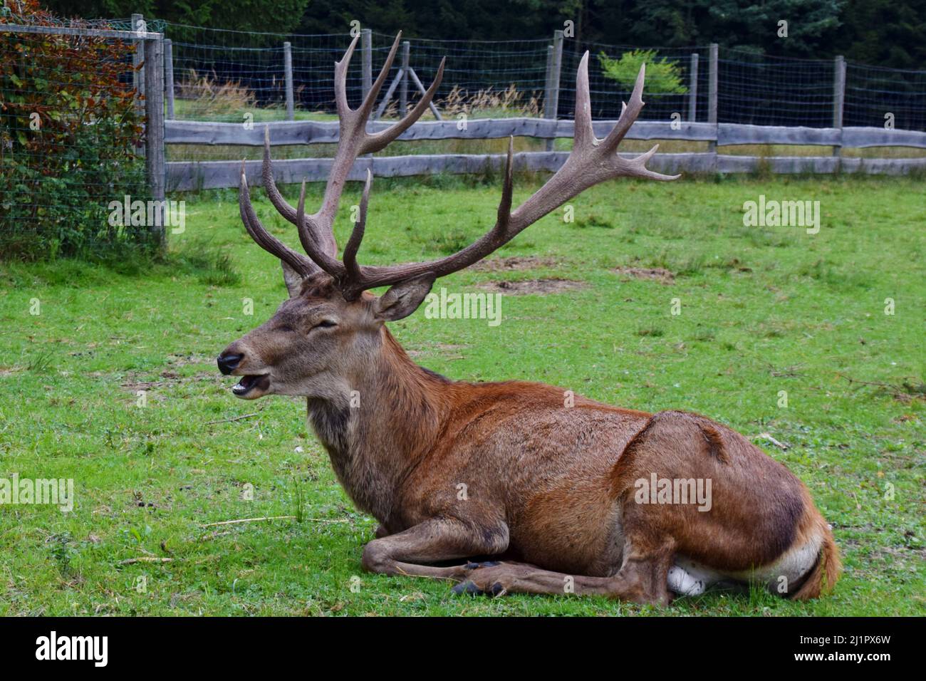 Female dear hi-res stock photography and images - Alamy