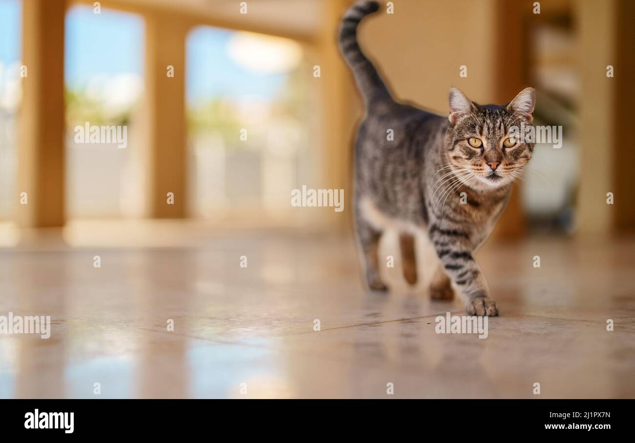 Cat walking the street hi-res stock photography and images - Alamy