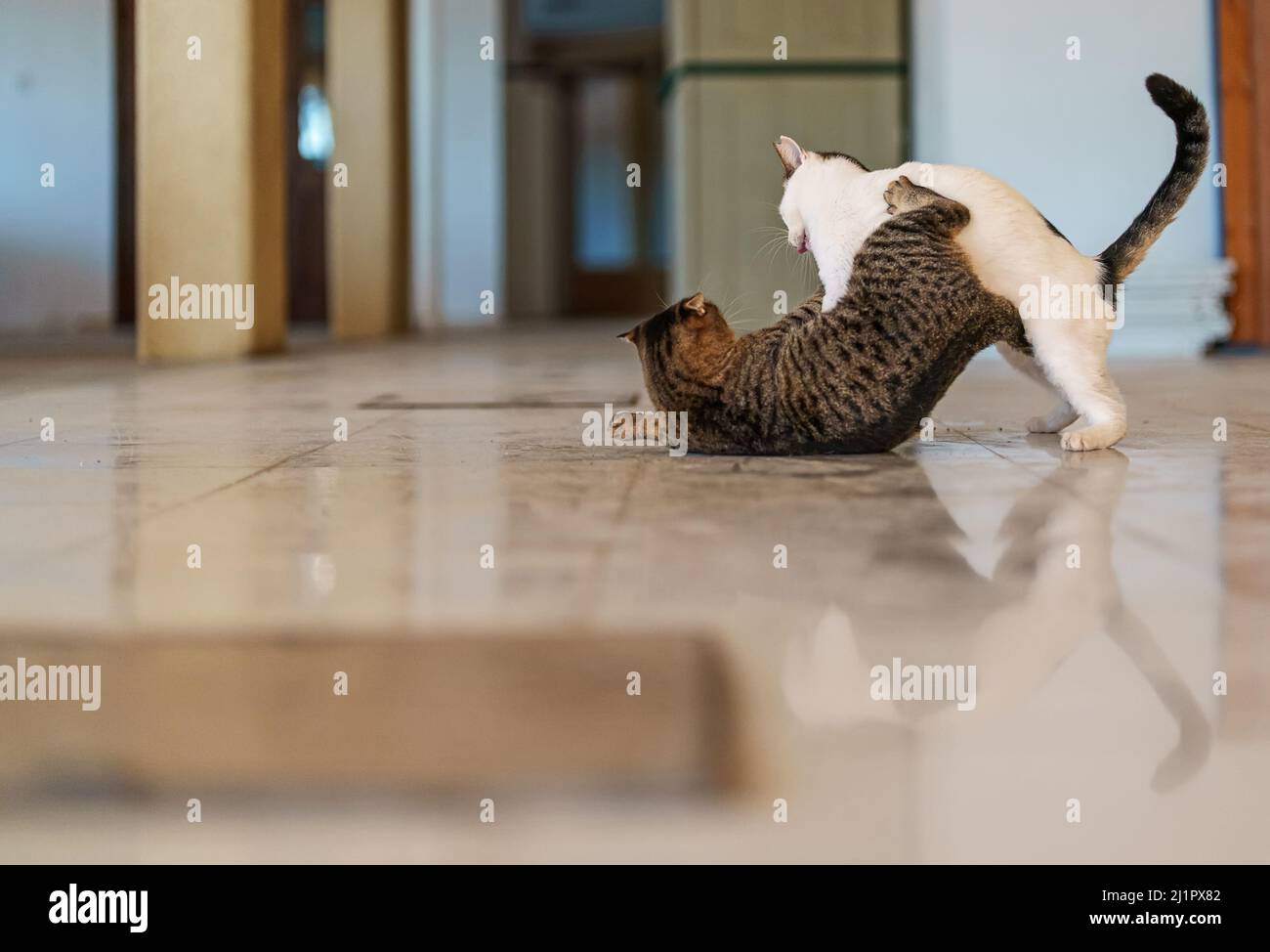 Two feral cats hi-res stock photography and images - Alamy