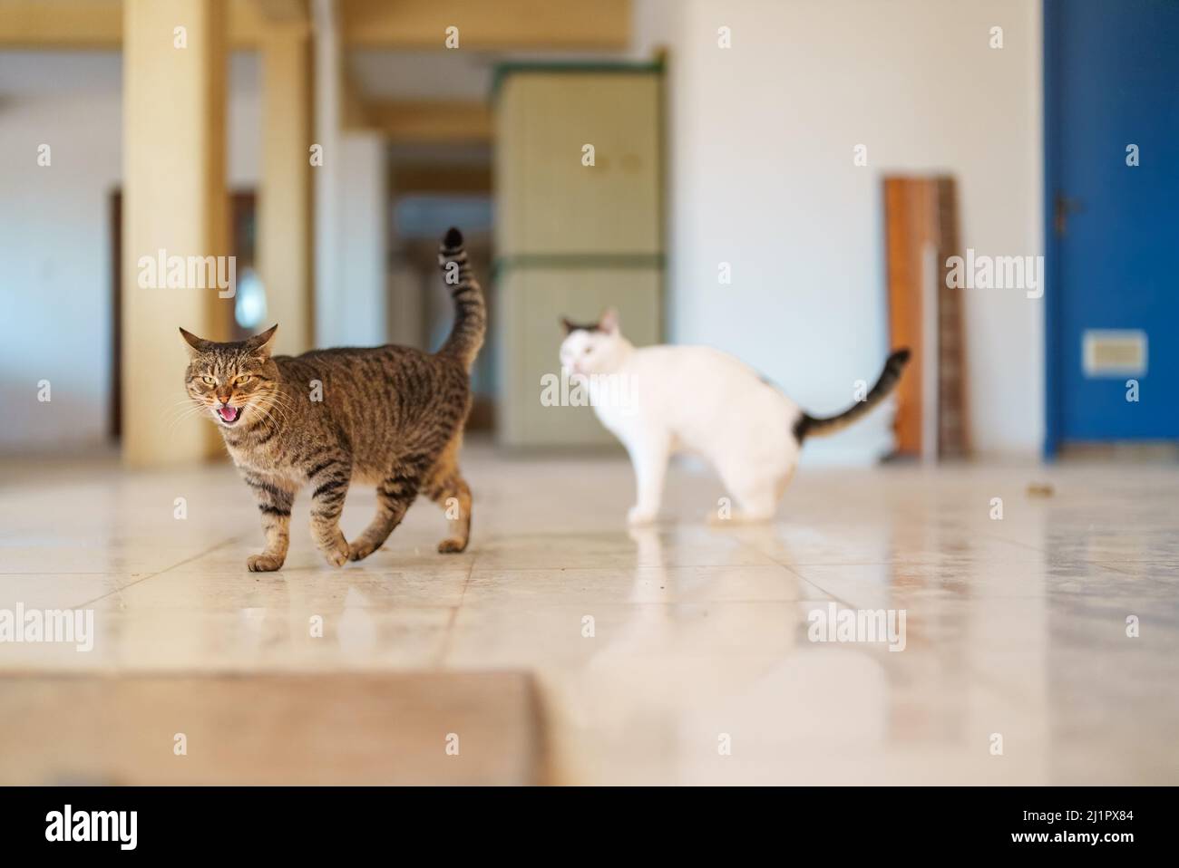 Cat starts a fight with another cat on the street Stock Photo - Alamy