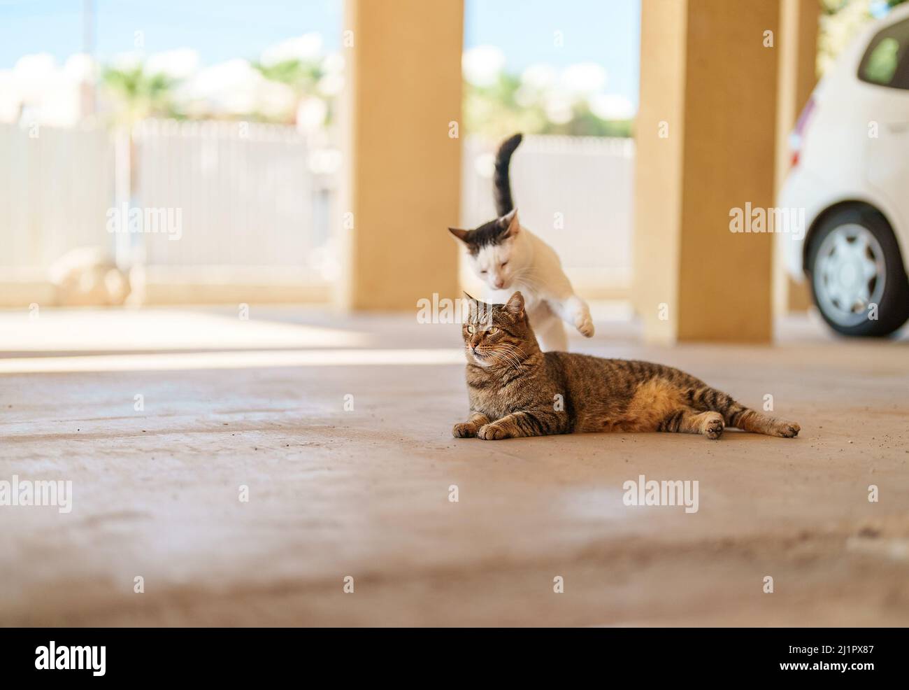 Cat starts a fight with another cat on the street Stock Photo - Alamy