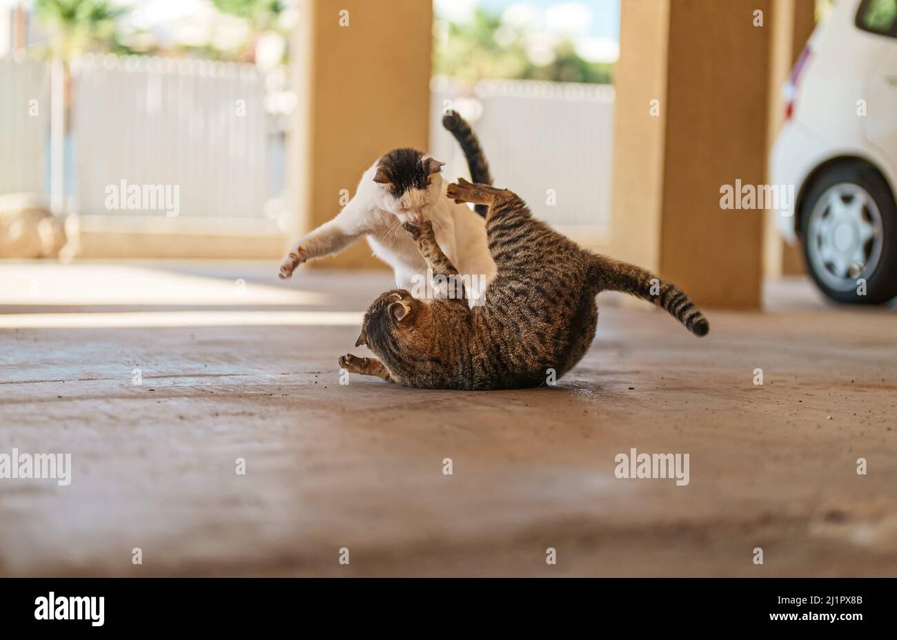 Two stray cats are fighting on the street Stock Photo - Alamy