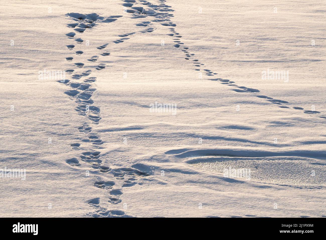 Rows of footprints and a frozen water puddle on fresh snow Stock Photo ...