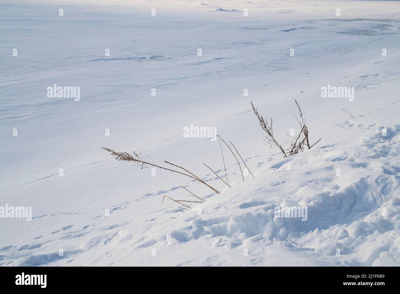 Dry vegetation partially buried in deep snow on the bank of a frozen ...
