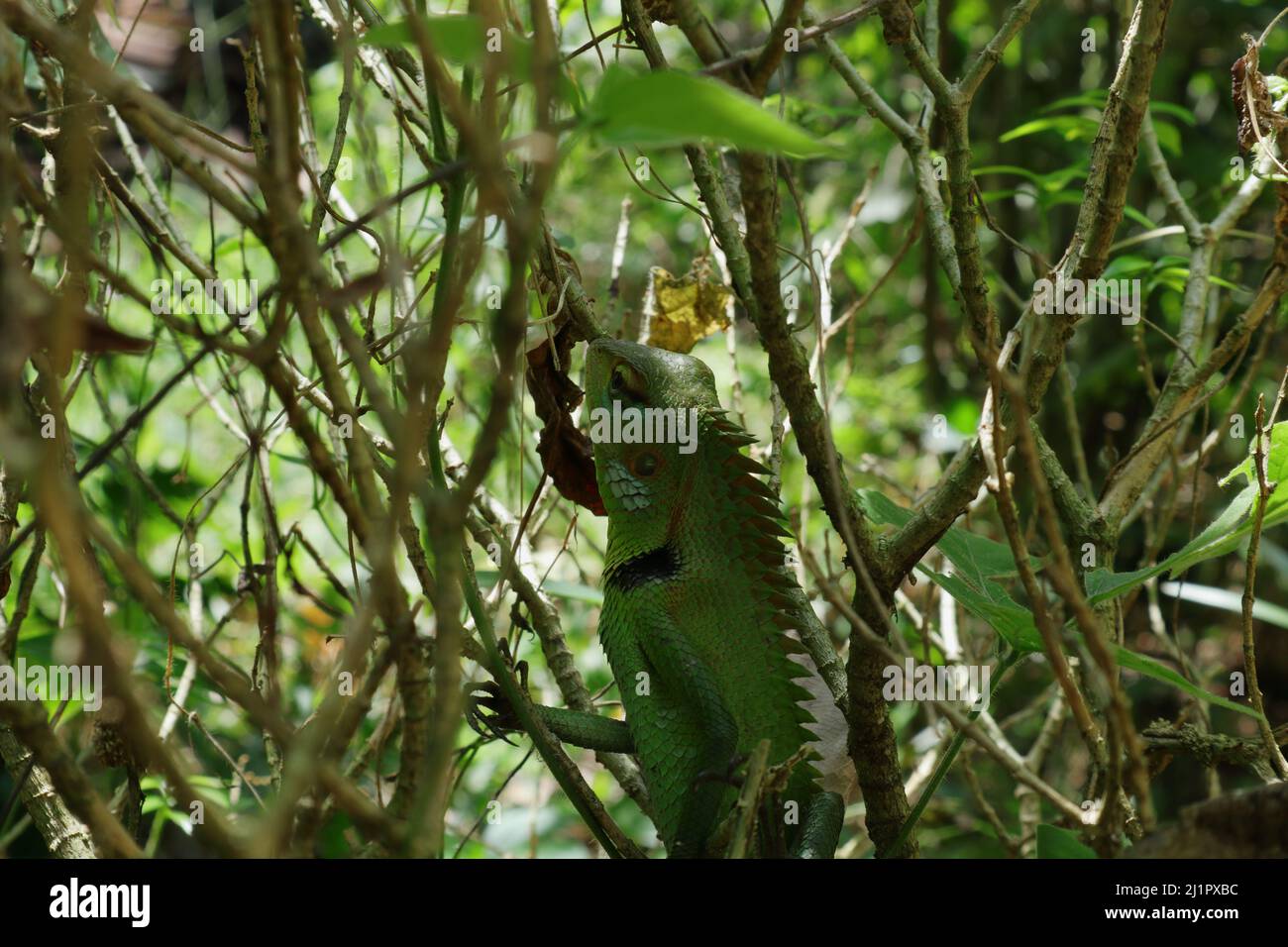 Close up of a common green forest lizard's upper body part Vertical ...