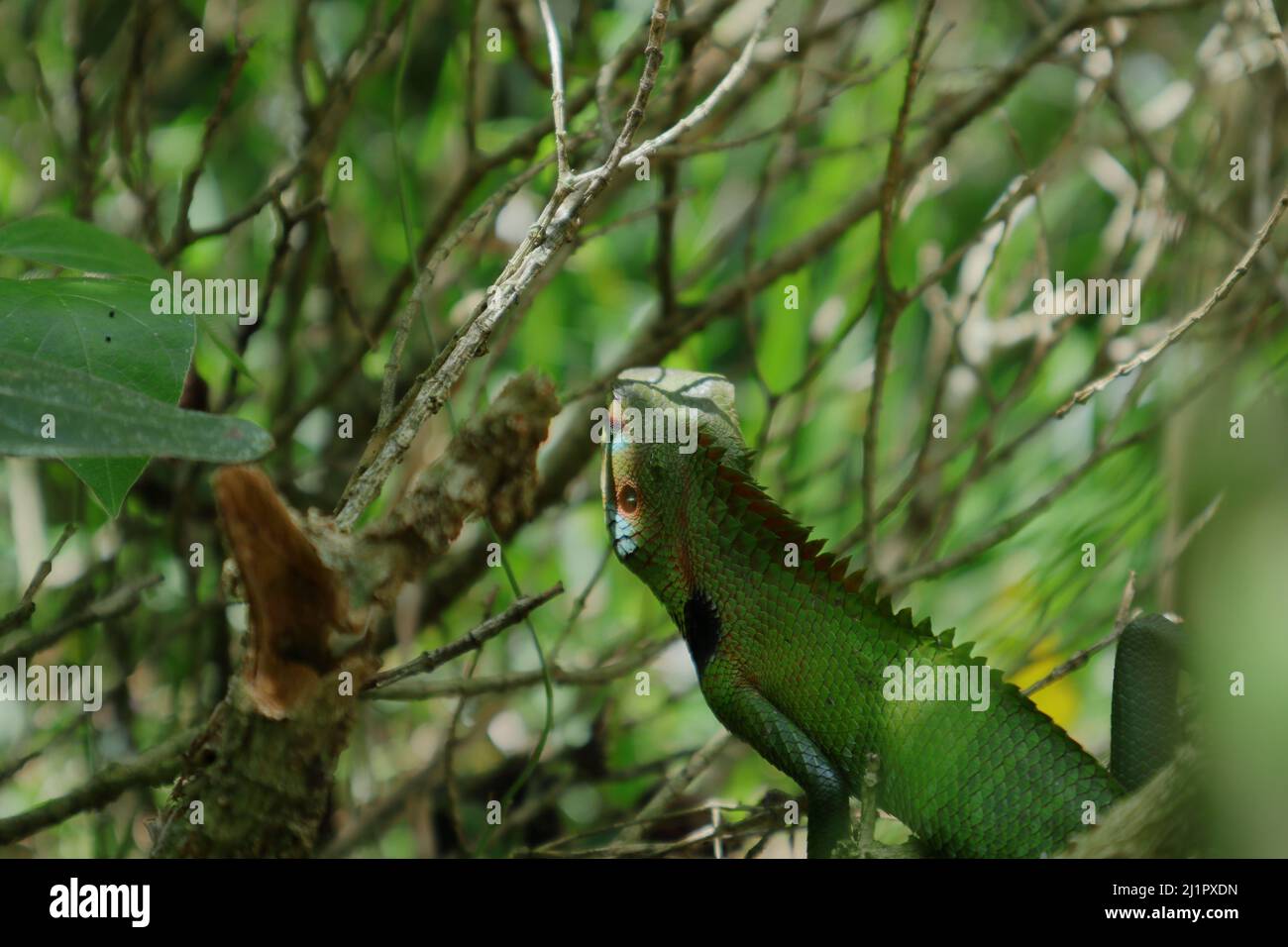 Back view of a common green forest lizard looking at prey while sitting ...