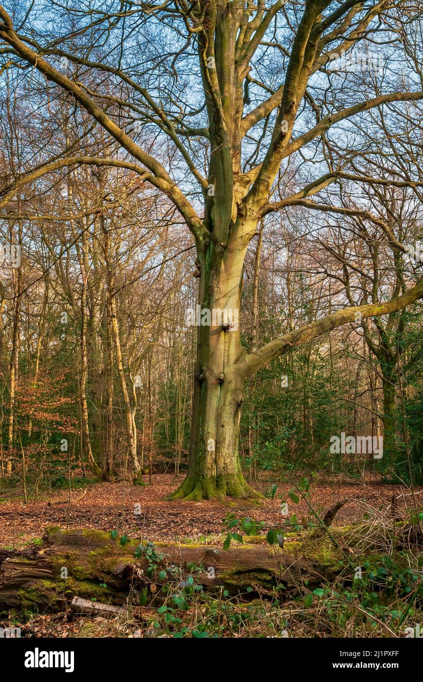 Very large beech tree in afternoon sunlight in a clearing in Ecclesall ...