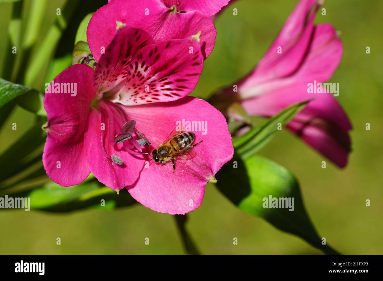 Close up purple red flower of Peruvian lily, lily of the Incas ...