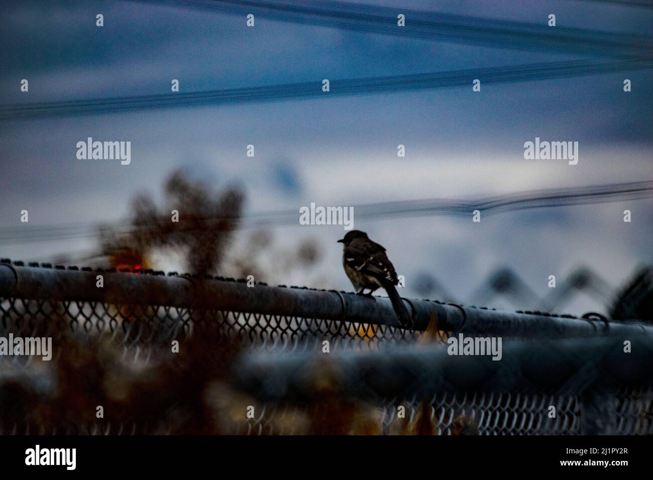 A lone Sparrow bird perching on a chain link metal fence - stock ...