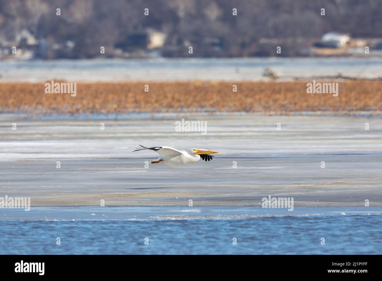 American white pelicans (Pelecanus erythrorhynchos) migrating up the ...