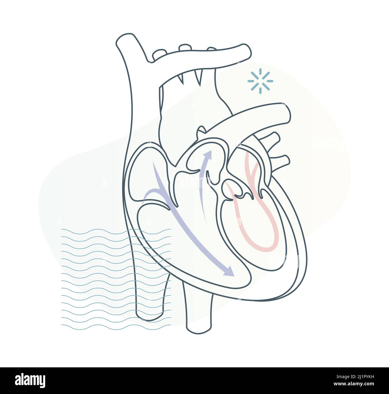 Conduction System Of The Heart Unlabeled