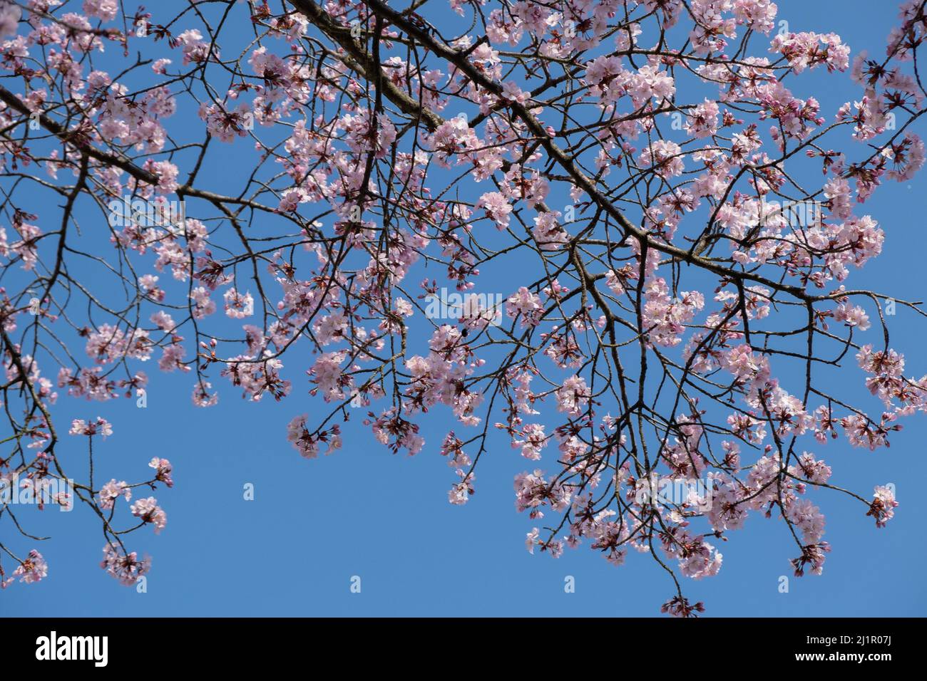 Tree spring garden ornaments hi-res stock photography and images - Alamy