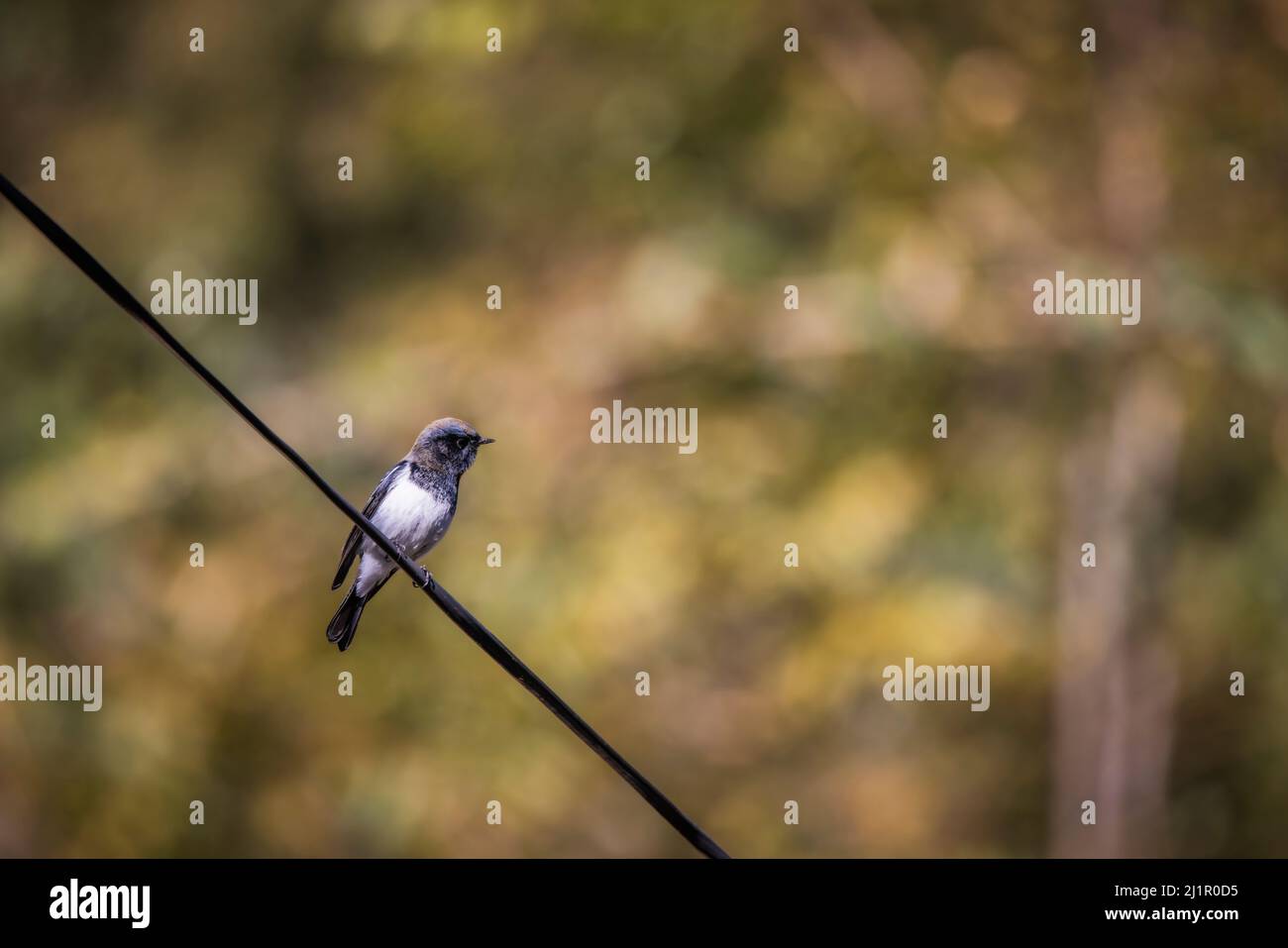 Blue Capped Redstart, Phoenicurus coeruleocephala, Uttarakhand, India ...