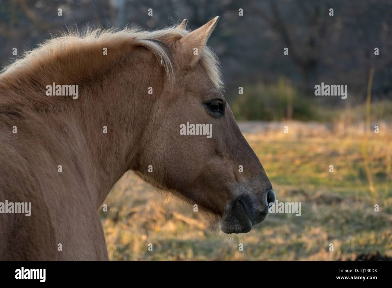 Pferd auf einer Weide in der Abenddämmerung Stock Photo - Alamy