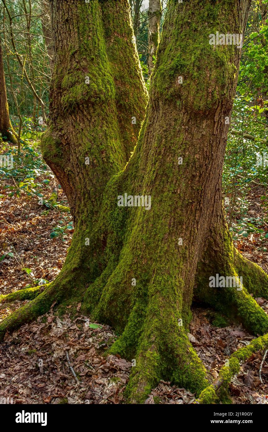 Multi-stemmed oak tree trunk, backlit in afternoon sunlight in ...