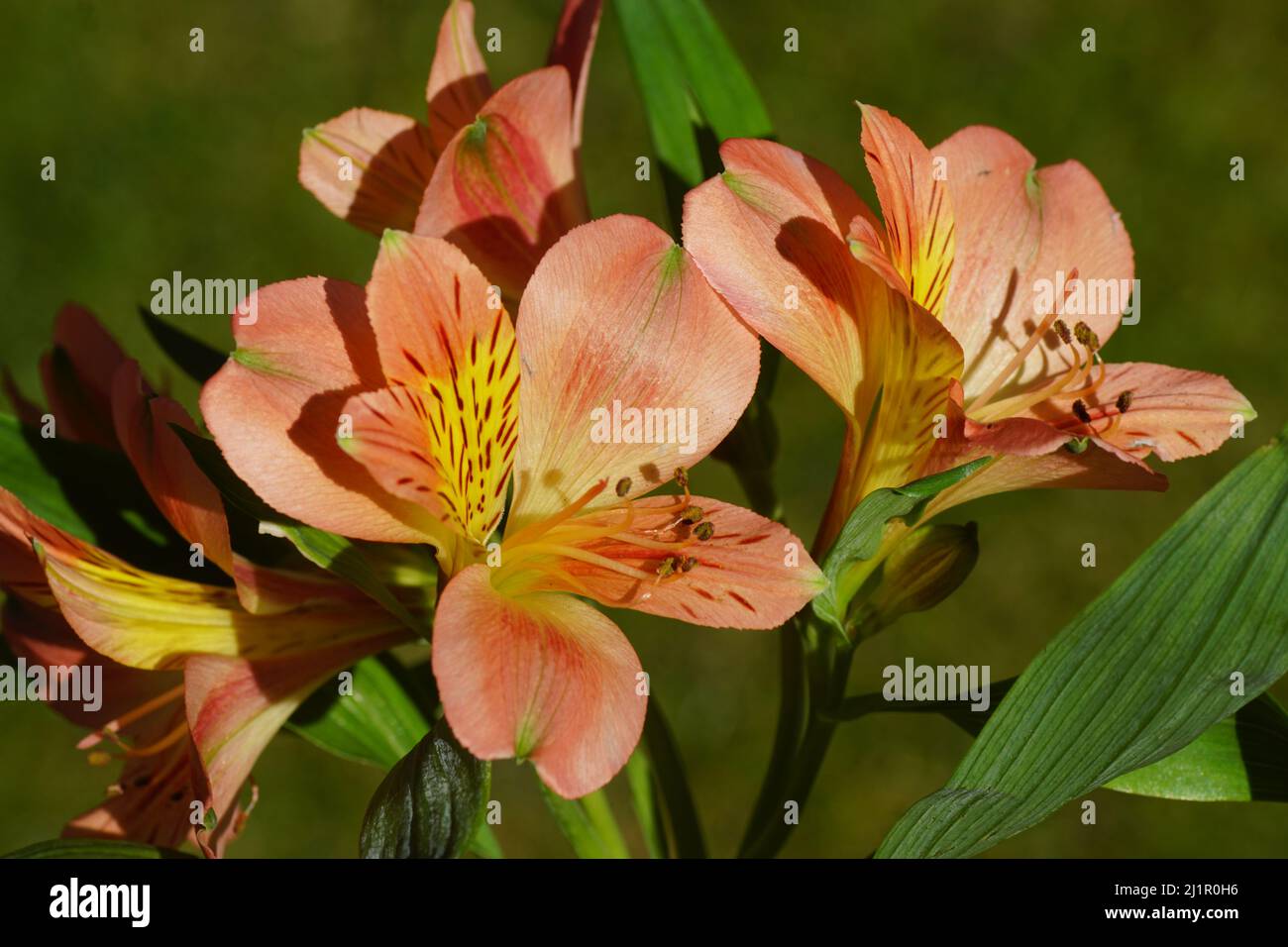 Close up of orange yellow flowers of Peruvian lily, lily of the Incas ...