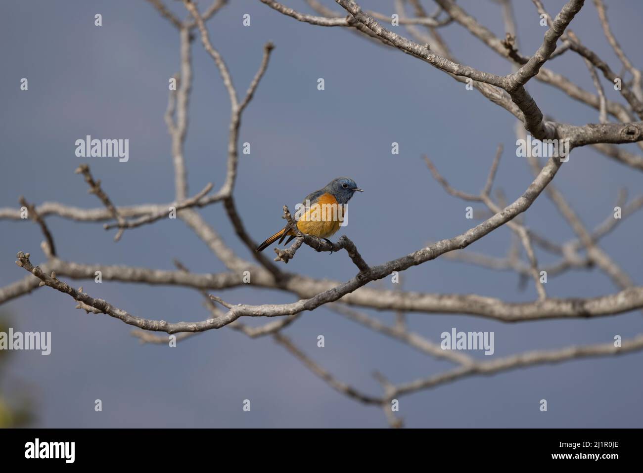 Blue Fronted Redstart, Phoenicurus frontalis, male, Uttarakhand, India ...