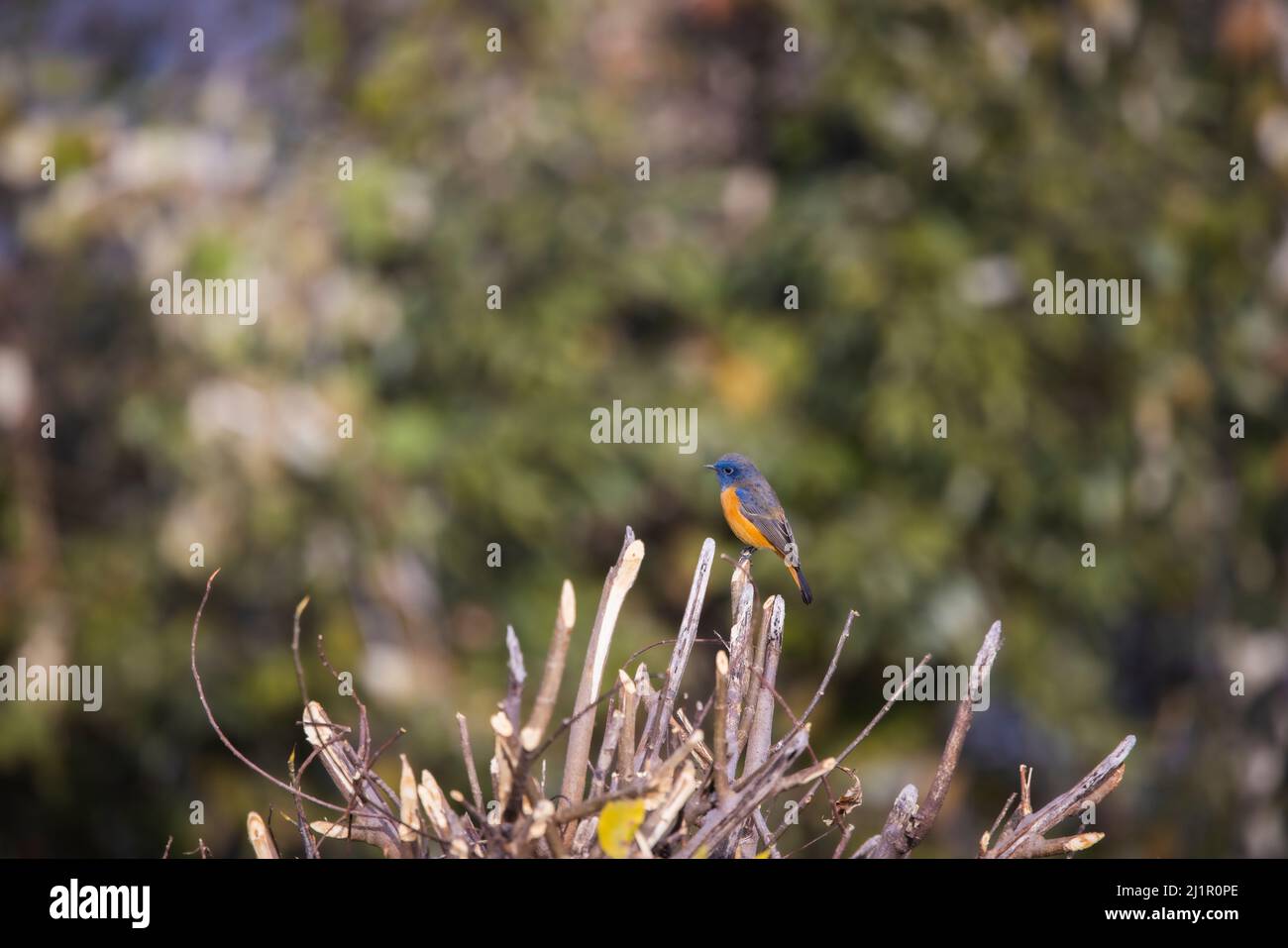 Blue Fronted Redstart, Phoenicurus frontalis, male, Uttarakhand, India ...