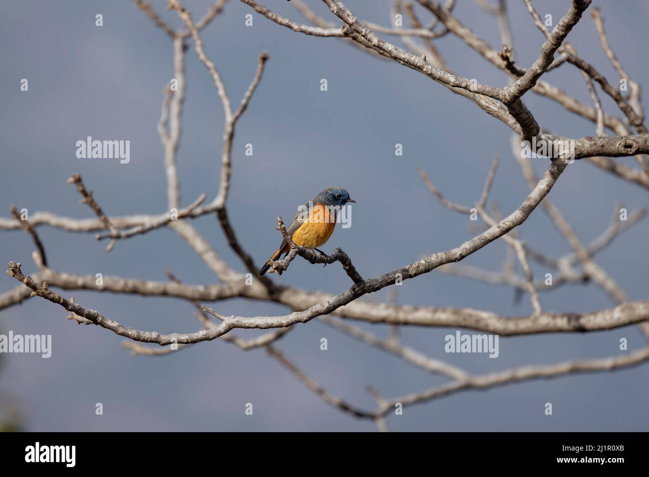 Blue Fronted Redstart, Phoenicurus frontalis, male, Uttarakhand, India ...
