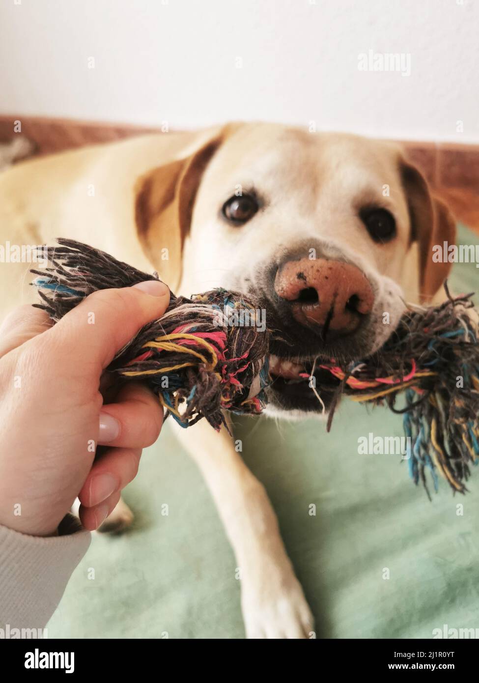 A photo of a Labrador retriever puppy biting strings of wool in a woman ...
