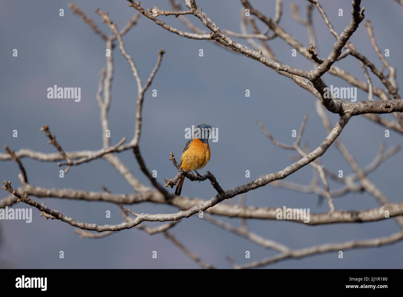 Blue Fronted Redstart, Phoenicurus frontalis, male, Uttarakhand, India ...
