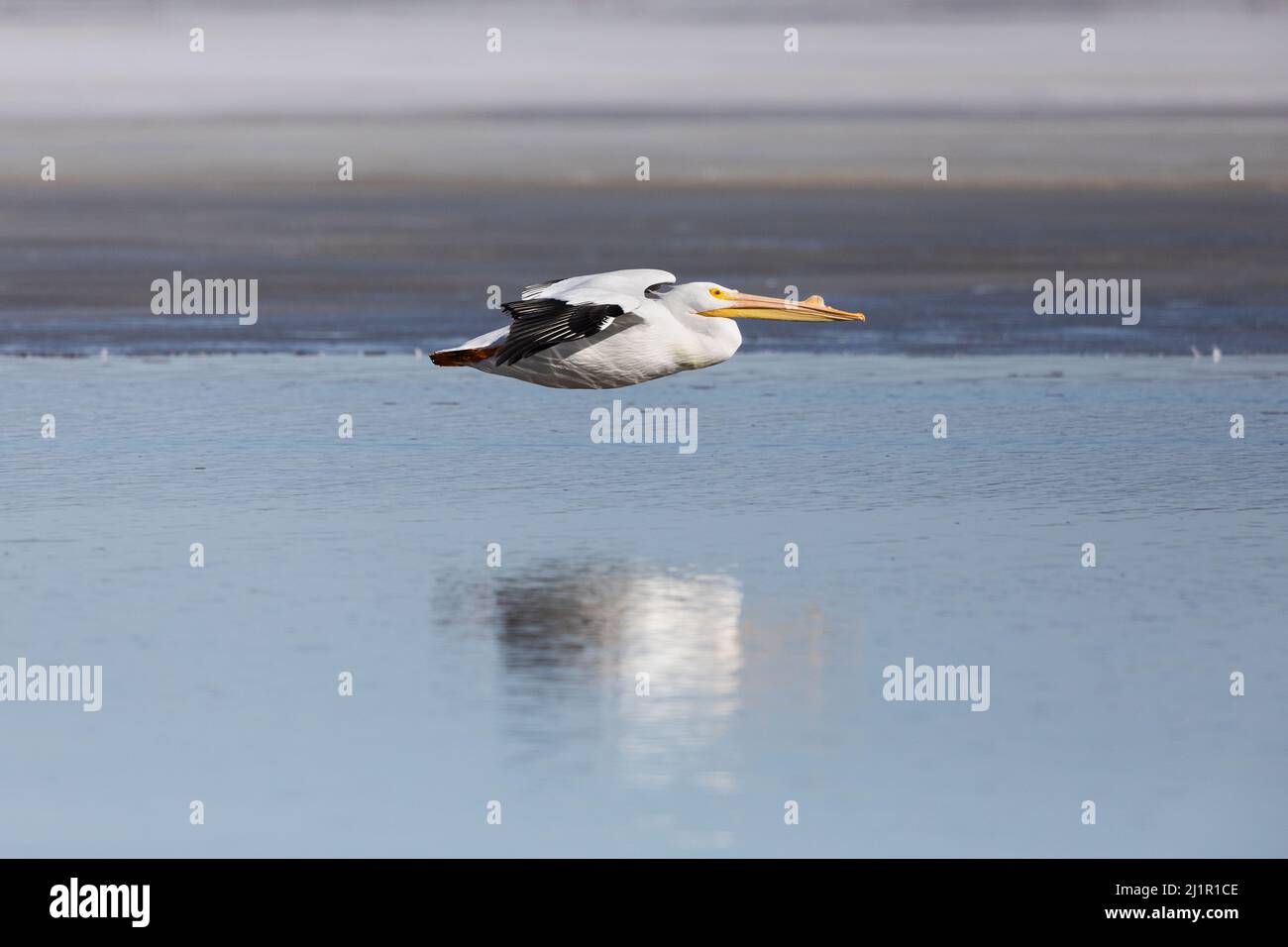 American white pelicans (Pelecanus erythrorhynchos) migrating up the ...