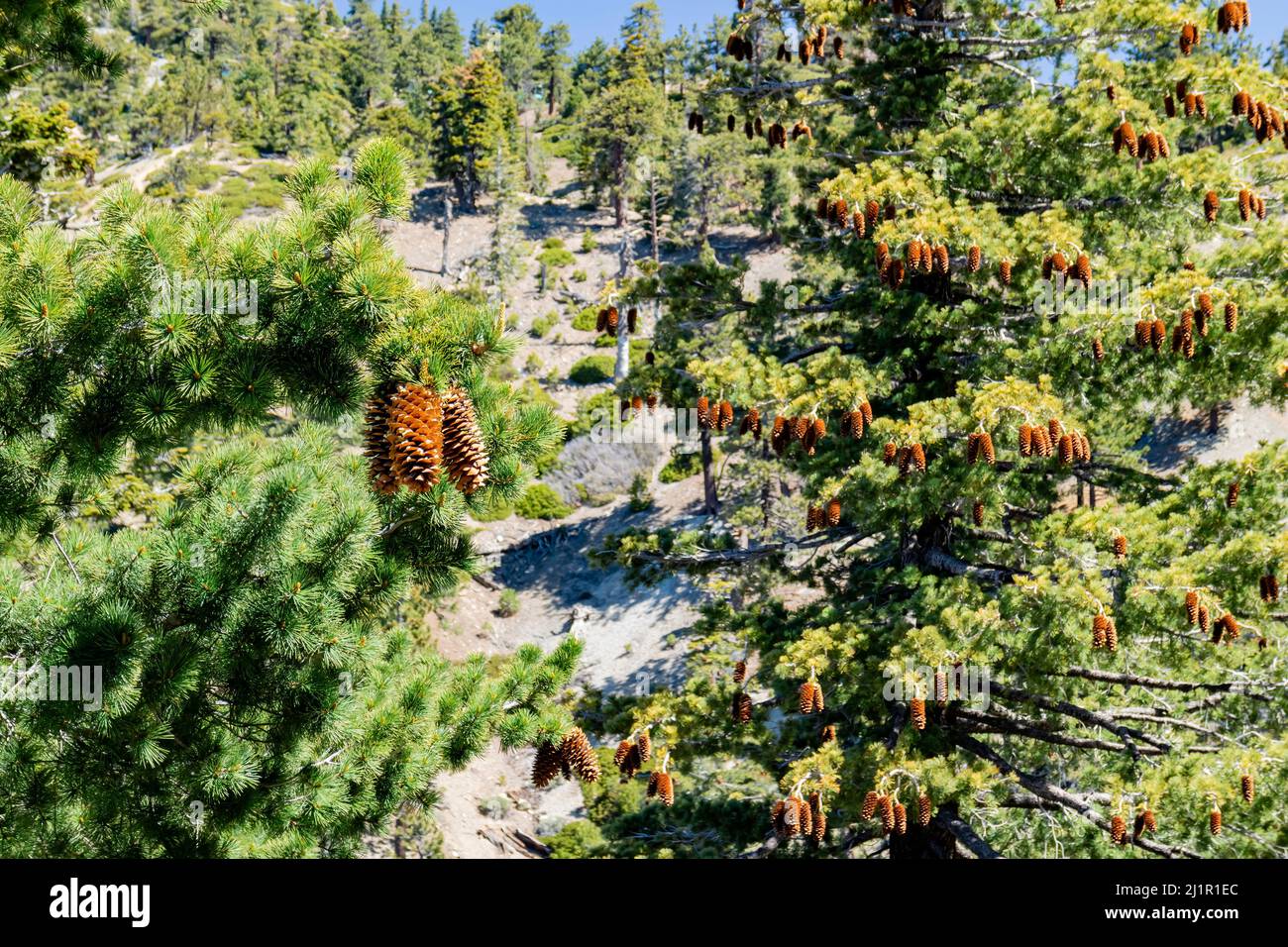 Many pine mt hi-res stock photography and images - Alamy
