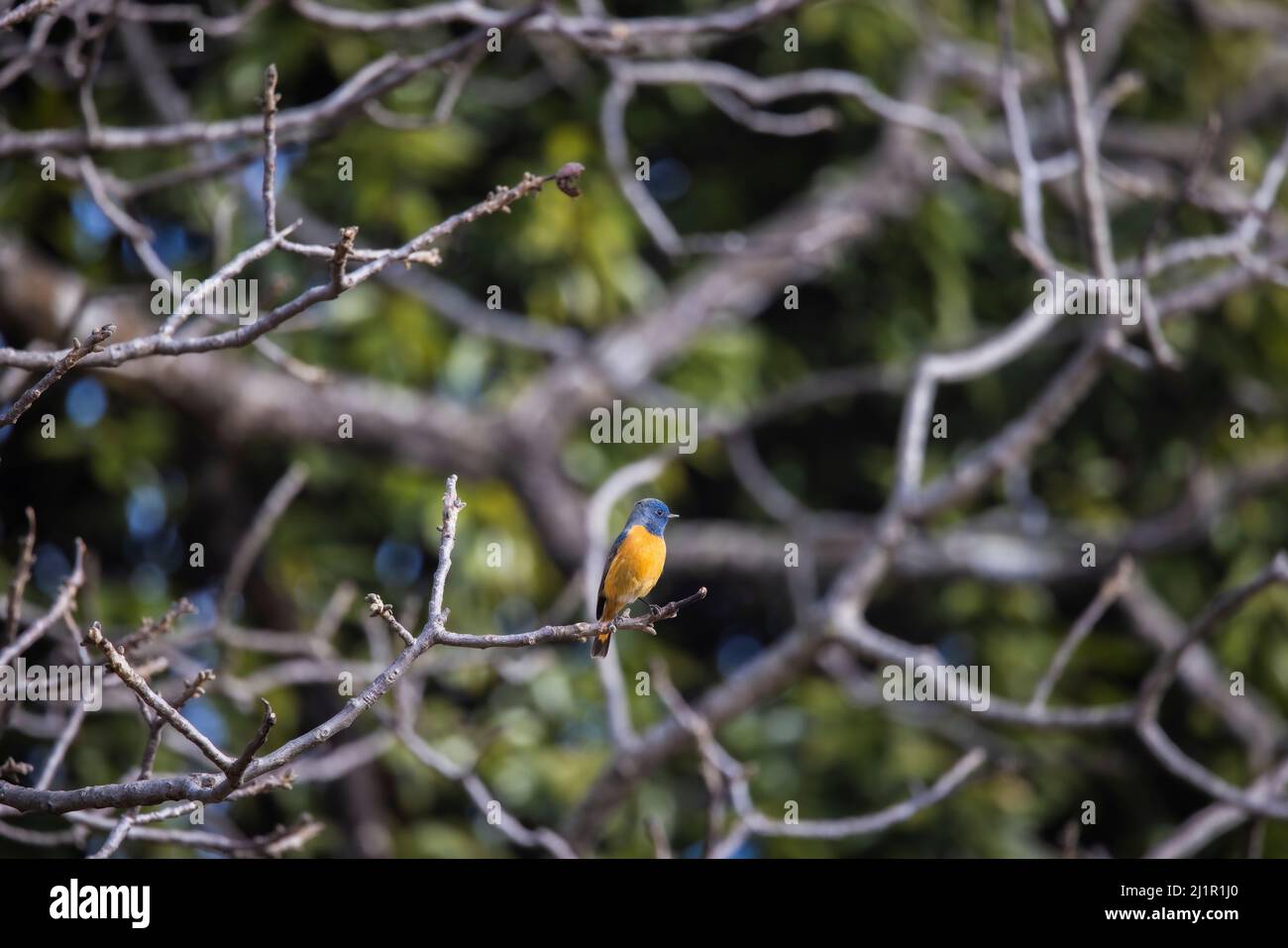 Blue Fronted Redstart, Phoenicurus frontalis, male, Uttarakhand, India ...