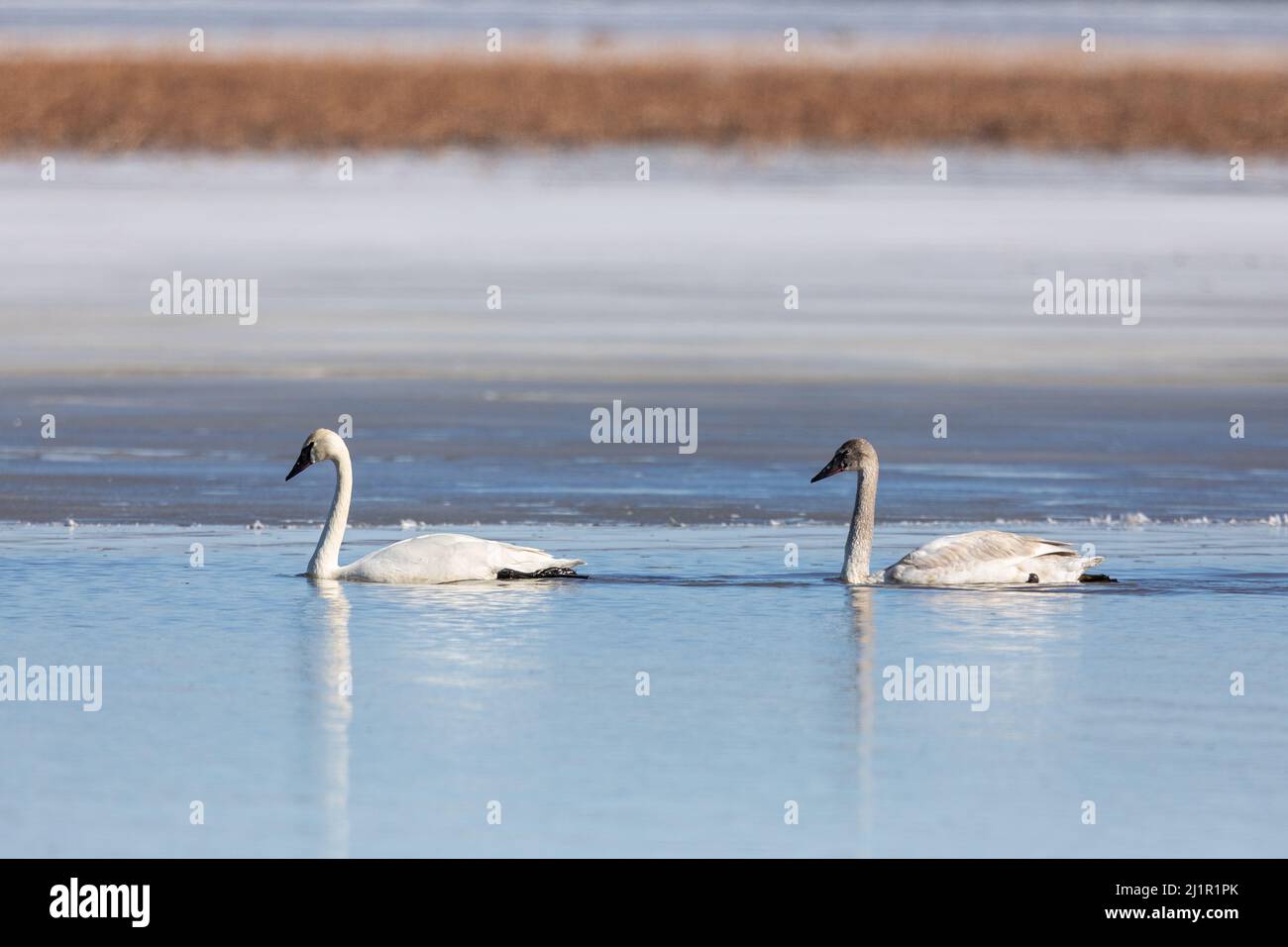 Trumpeter Swans (Cygnus buccinator) on the Mississippi River in ...