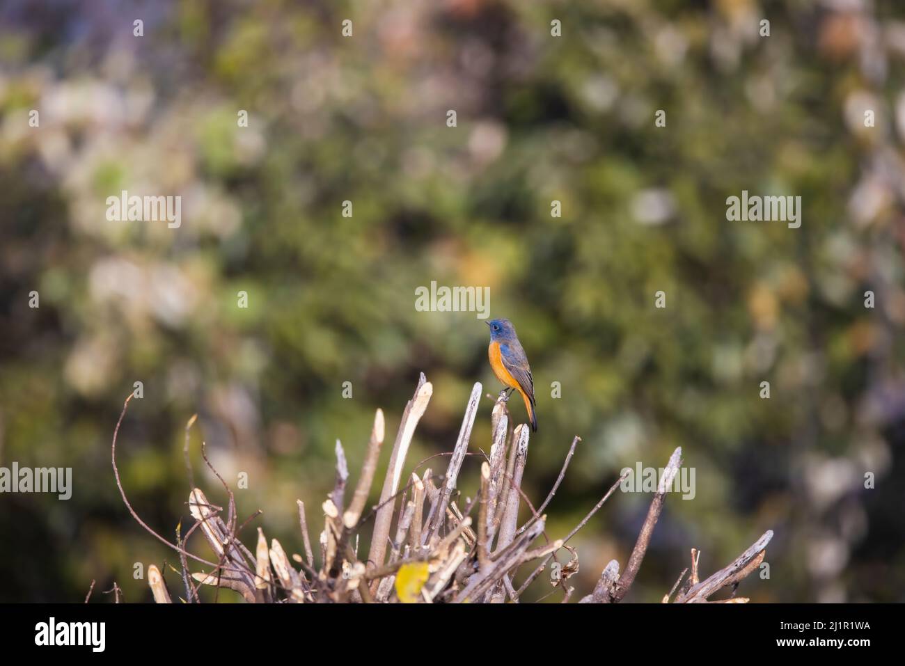 Blue Fronted Redstart, Phoenicurus frontalis, male, Uttarakhand, India ...