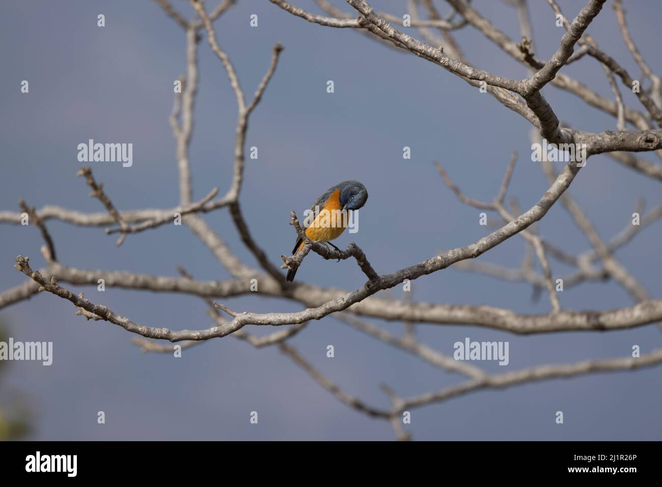 Blue Fronted Redstart, Phoenicurus frontalis, male, Uttarakhand, India ...