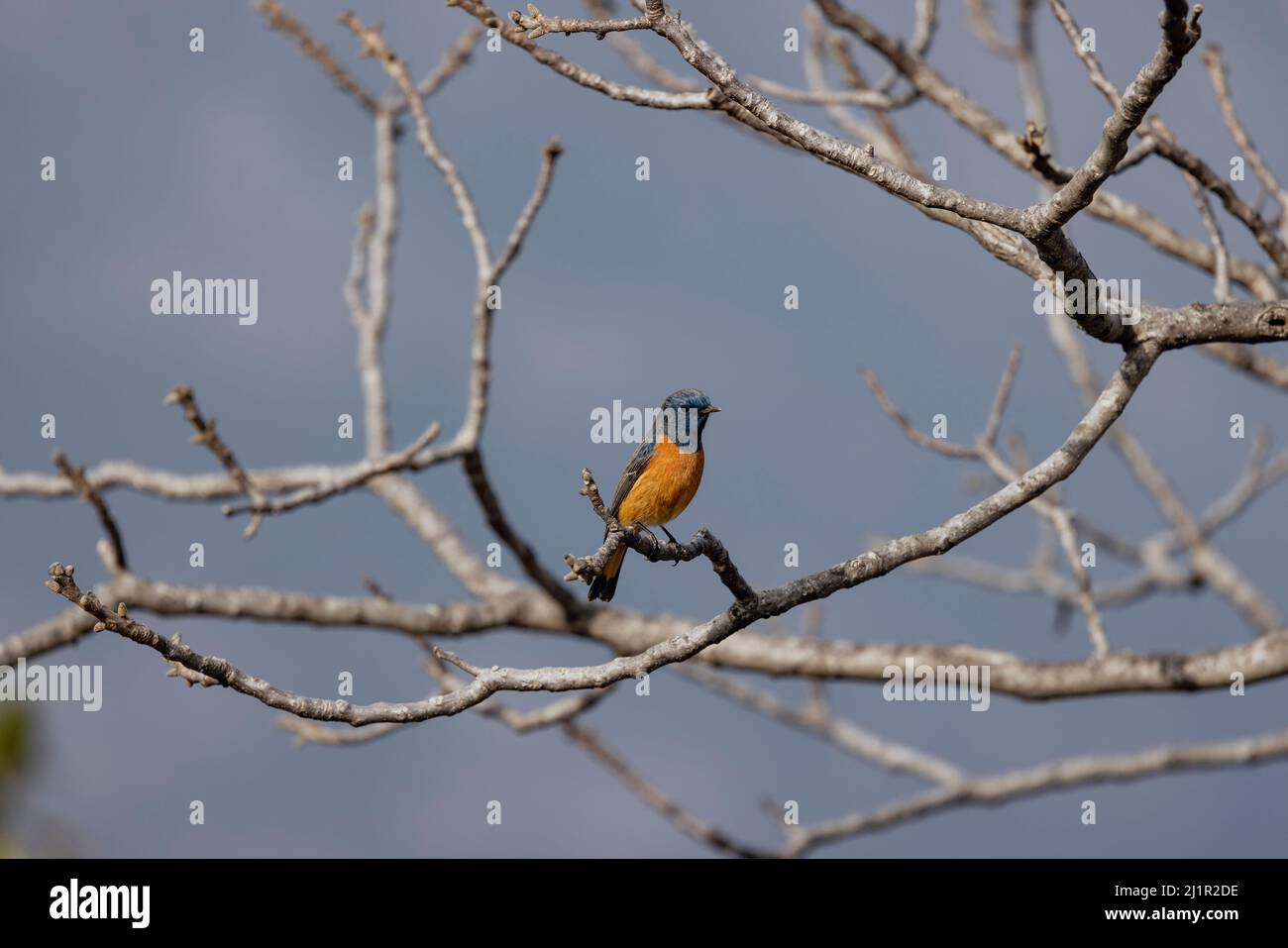 Blue Fronted Redstart, Phoenicurus frontalis, male, Uttarakhand, India ...