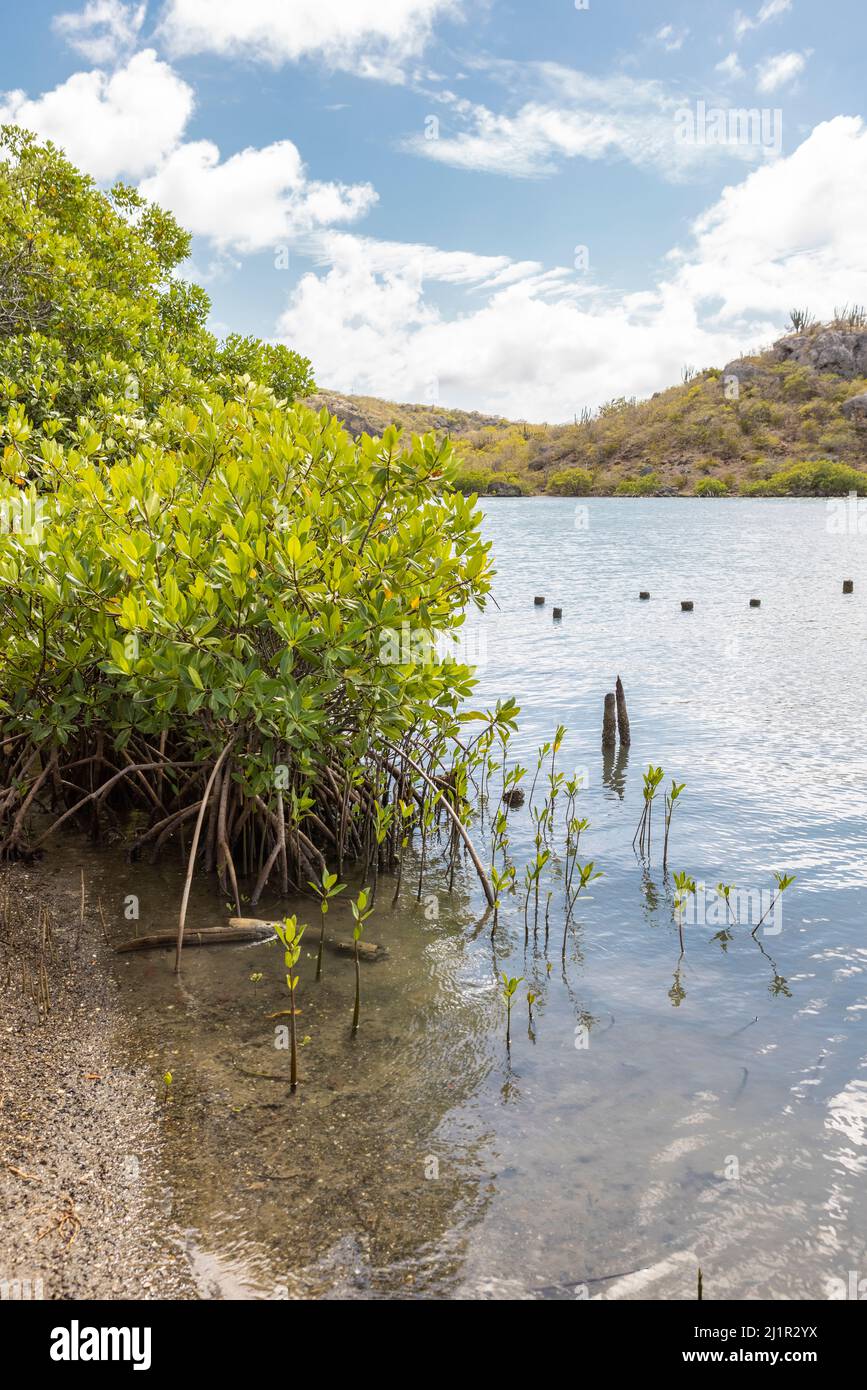 Beautiful Santa Martha Bay on the island Curacao in the Caribbean Stock ...
