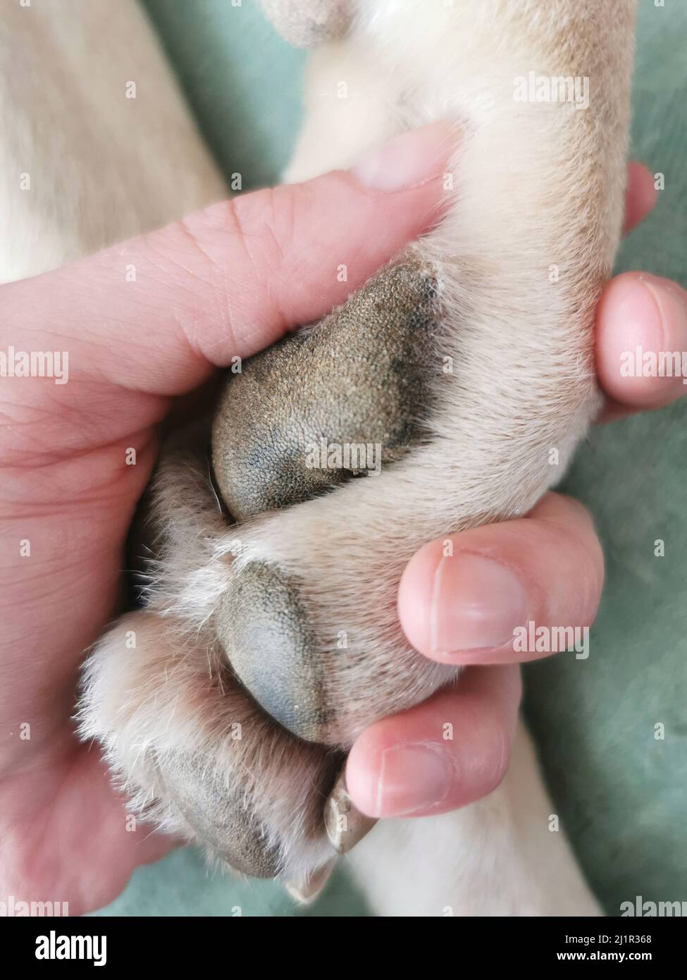 Womans hand holding paw dog hi-res stock photography and images - Alamy