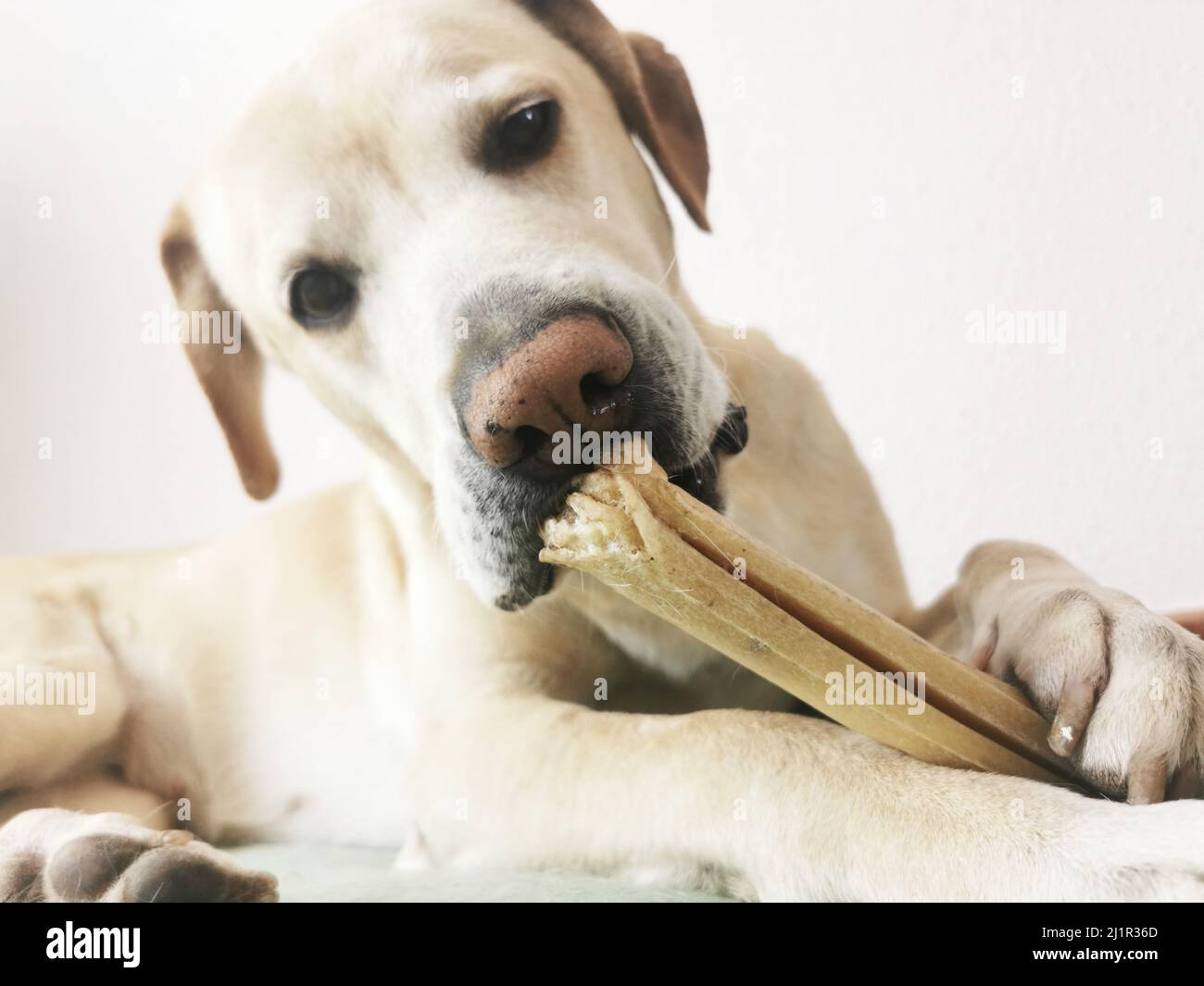 A photo of a a Labrador retriever puppy biting a stake Stock Photo - Alamy