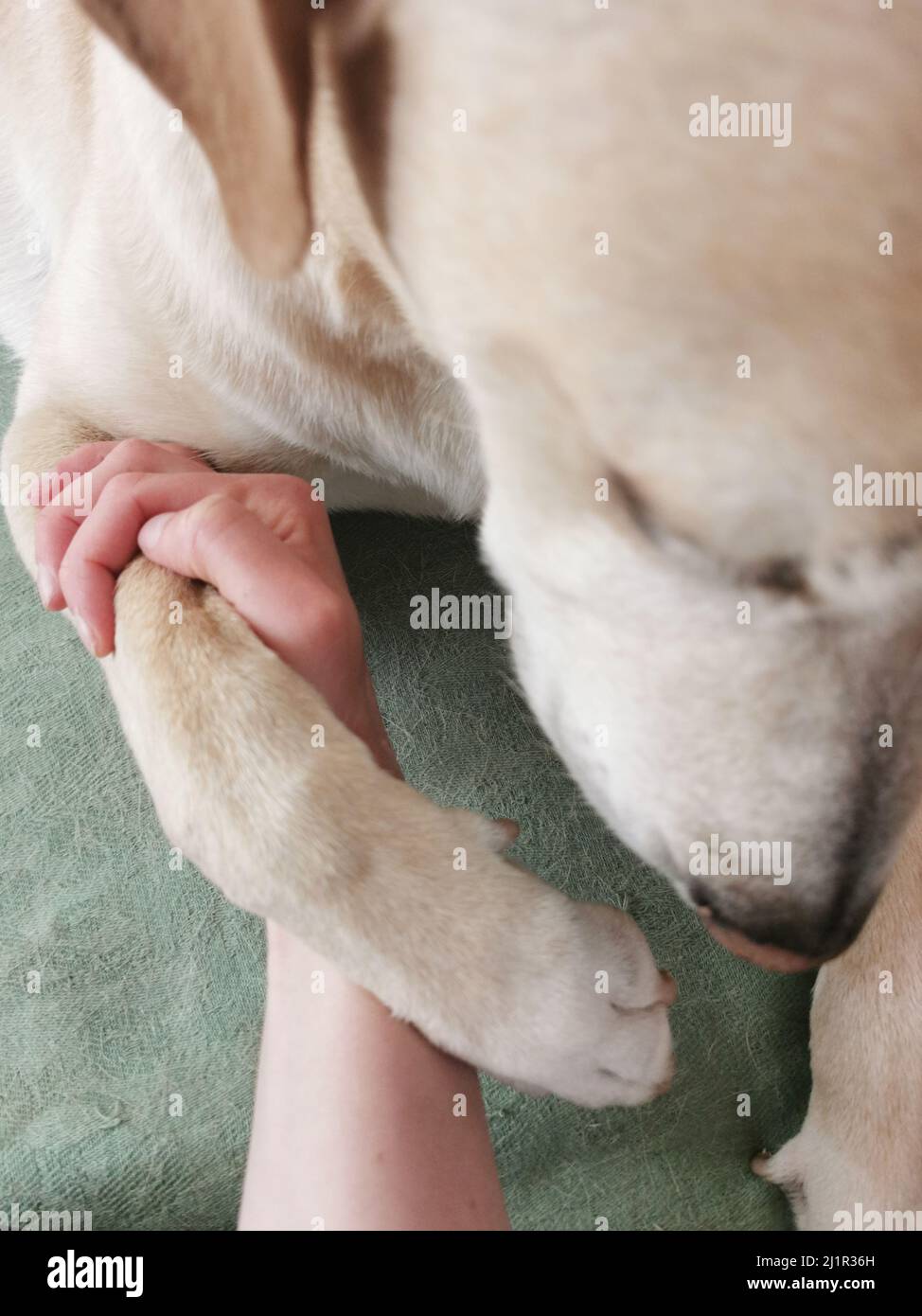 A photo of a woman's hand holding the paw of a puppy Stock Photo - Alamy