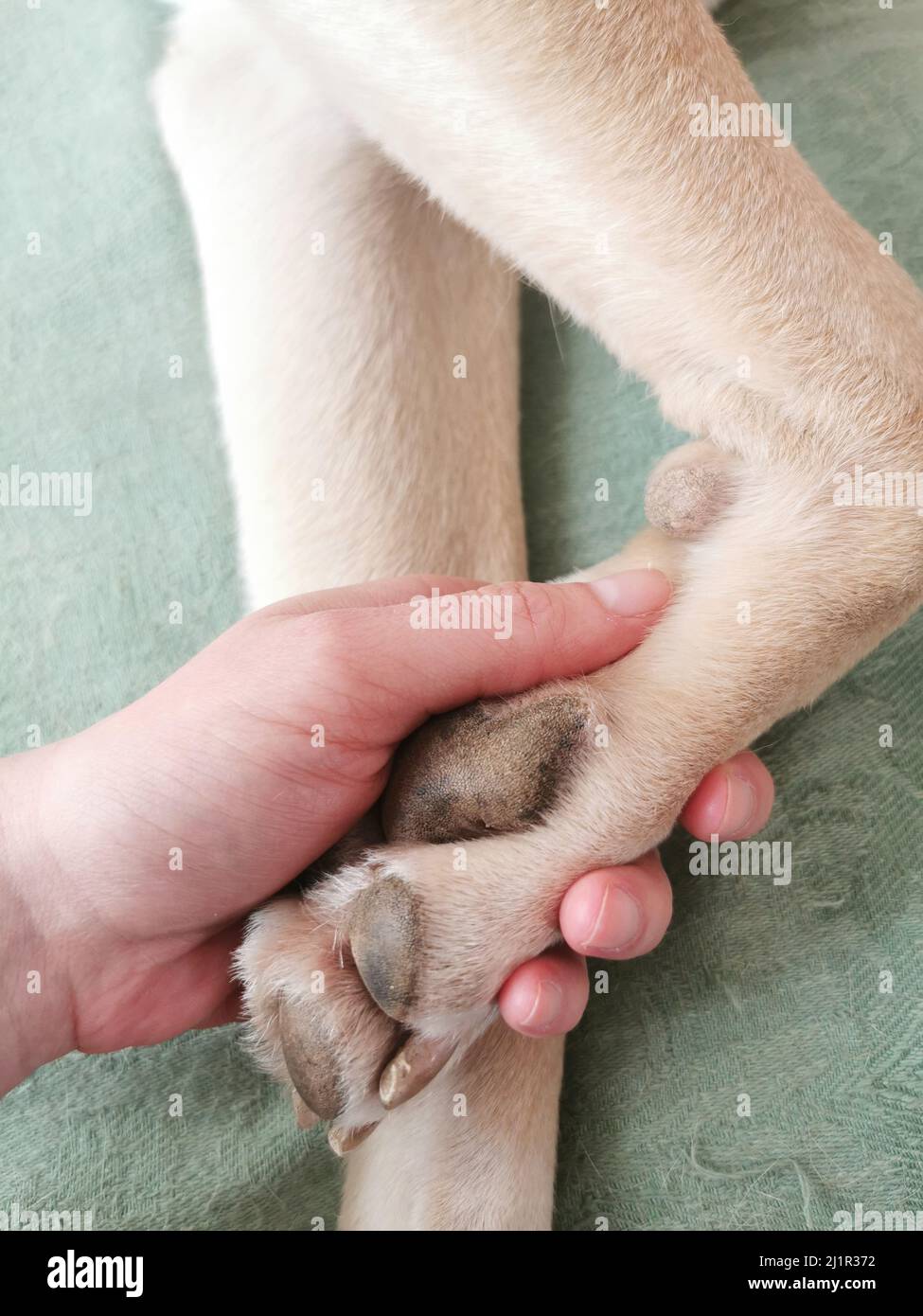 Womans hand holding paw dog hi-res stock photography and images - Alamy