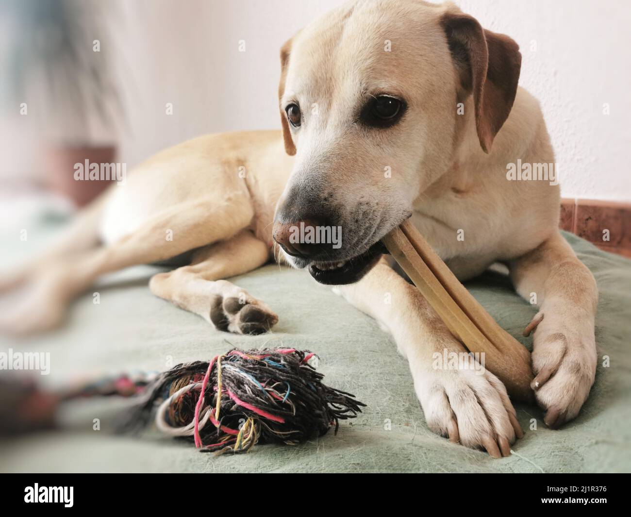 A photo of a Labrador retriever puppy biting a stake and sitting near ...