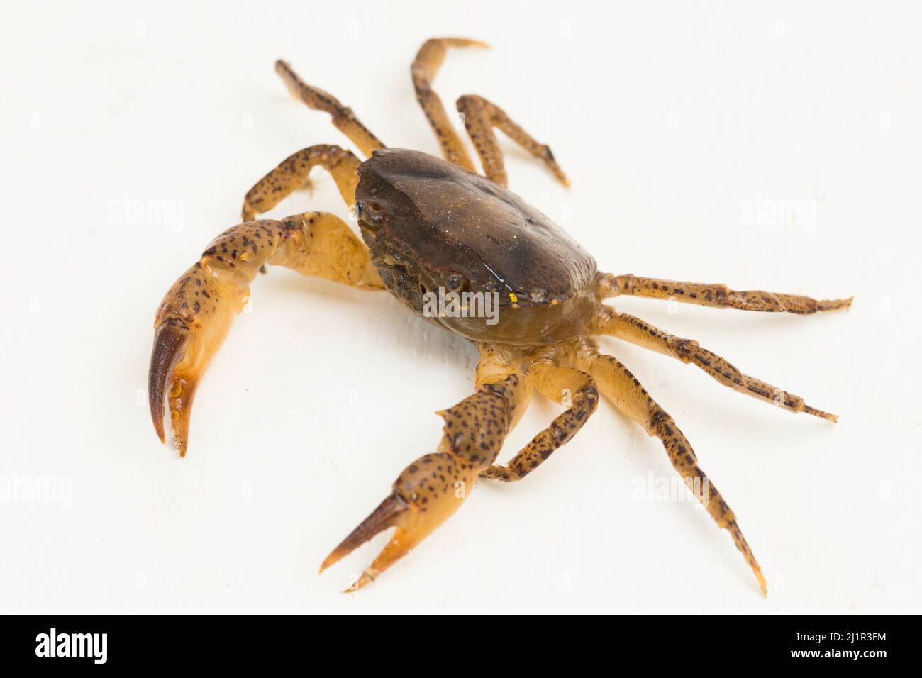 freshwater crab isolated on white background Stock Photo - Alamy