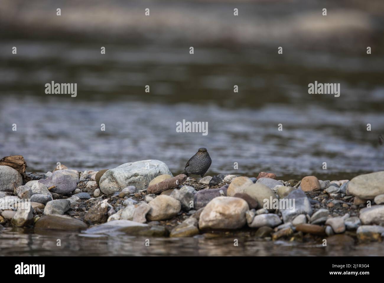 White-capped Redstart, Phoenicurus leucocephalus, male, Uttarakhand ...