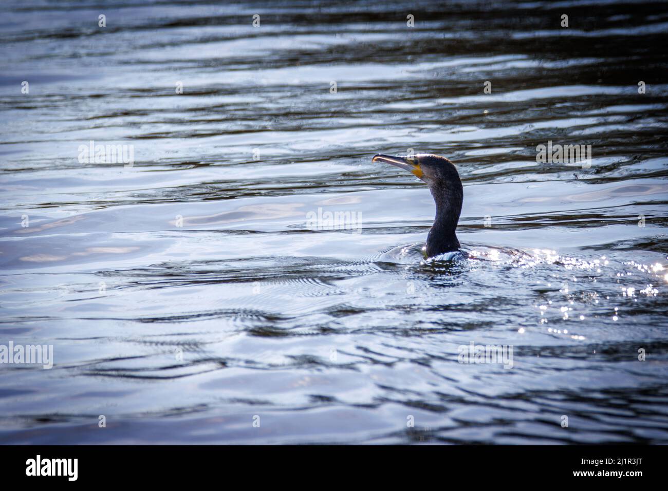 Seagull black cormorant birds swimming hi-res stock photography and ...